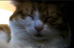 Bernard Borg's Personal Website